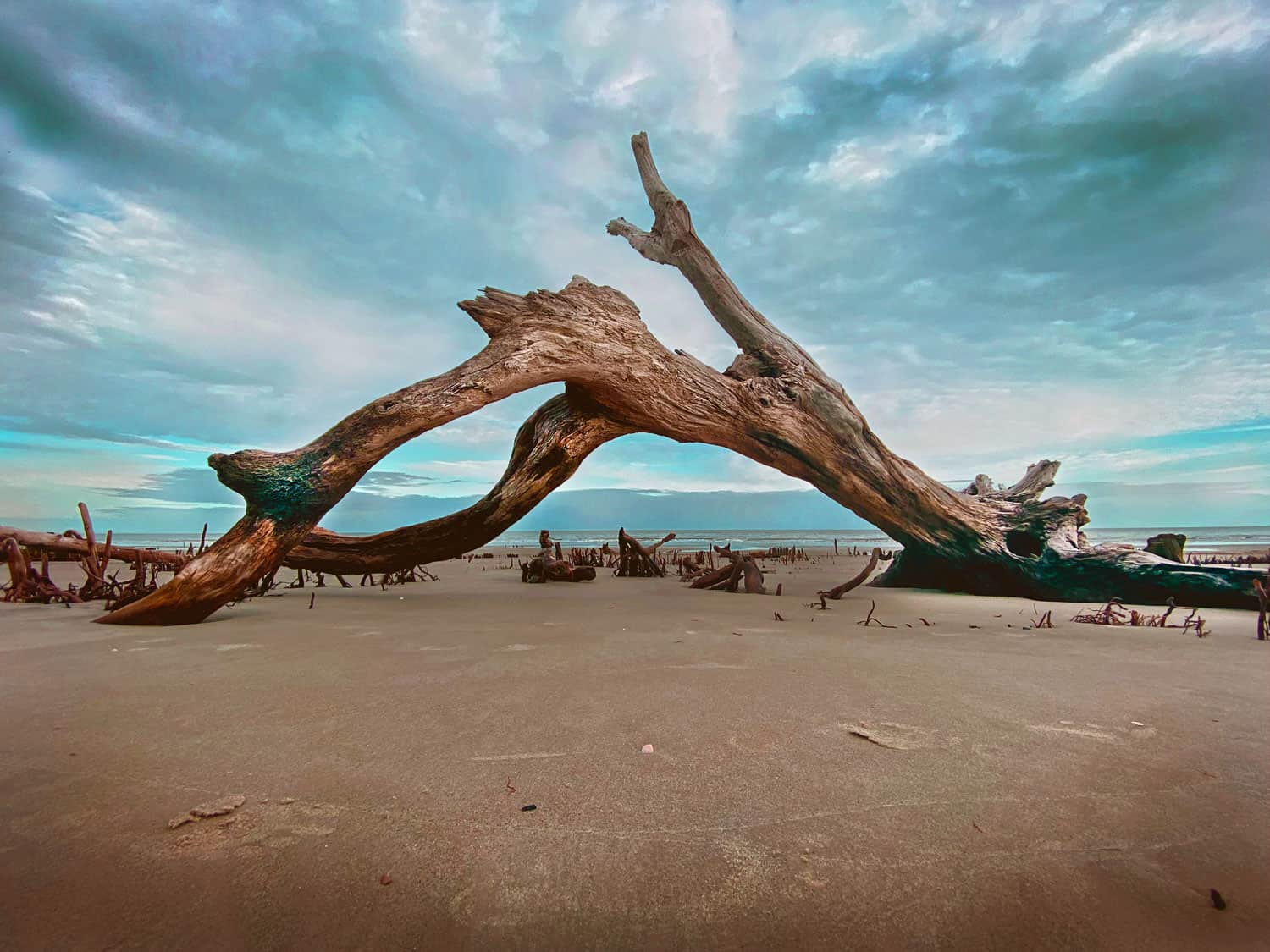 Boneyard Beach SC The Low Country s Hidden Gem Secrets Exposed By A